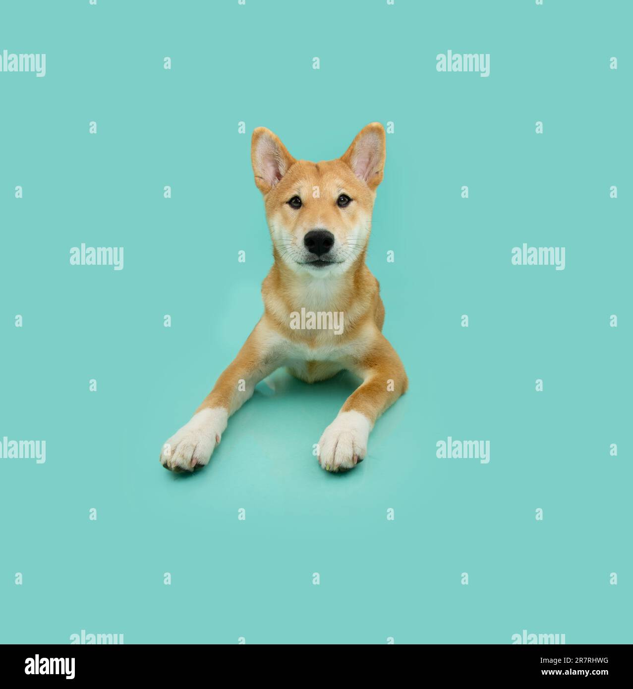 Portrait shiba uni puppy dog lying down and looking at camera. Isolated ...