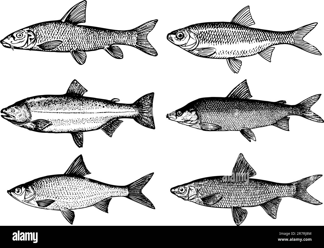 Some fish of different groups isolated on white Stock Vector Image ...