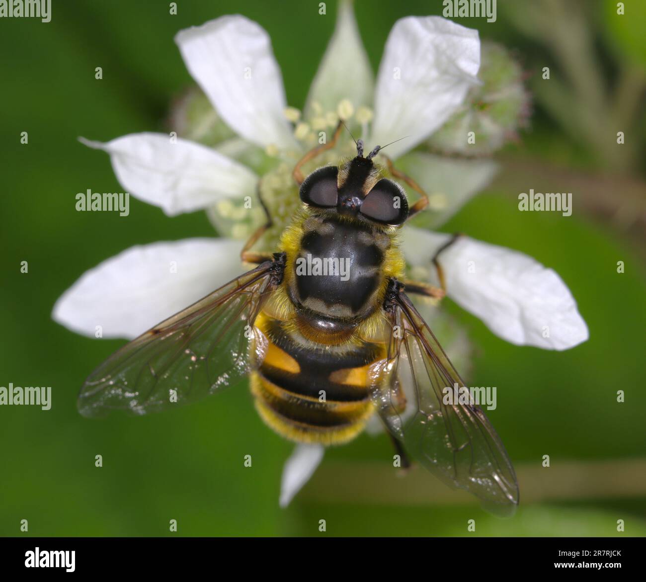 Batman hoverfly myathropa florea hi-res stock photography and images - Alamy