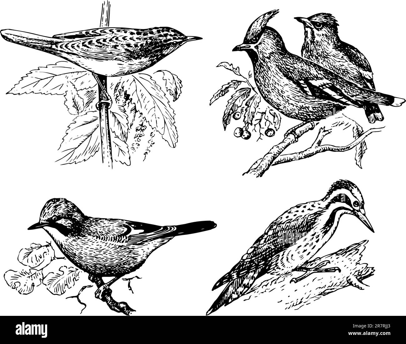 Some birds of different groups isolated on white Stock Vector Image ...