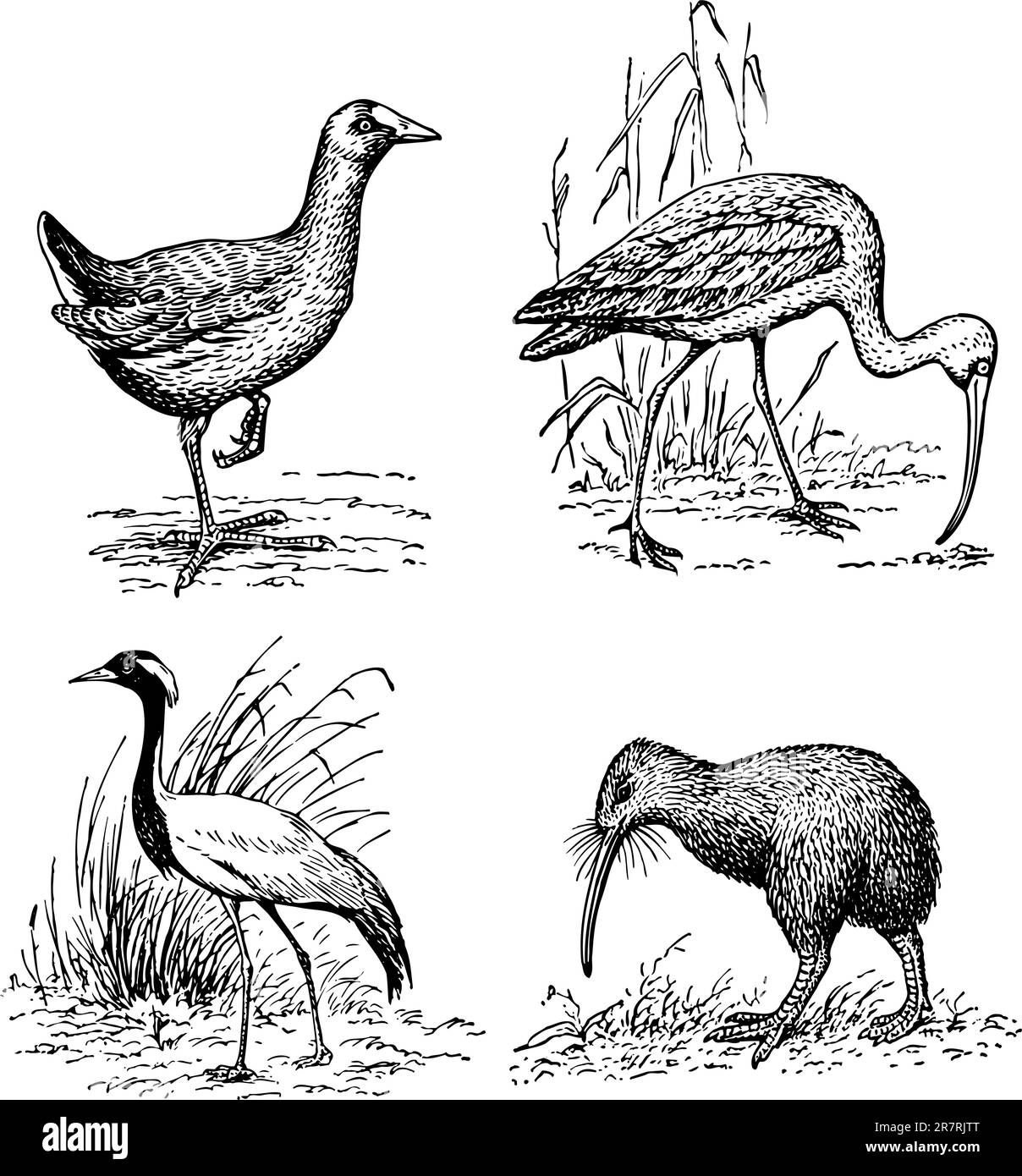 Tree duck Stock Vector Images - Alamy