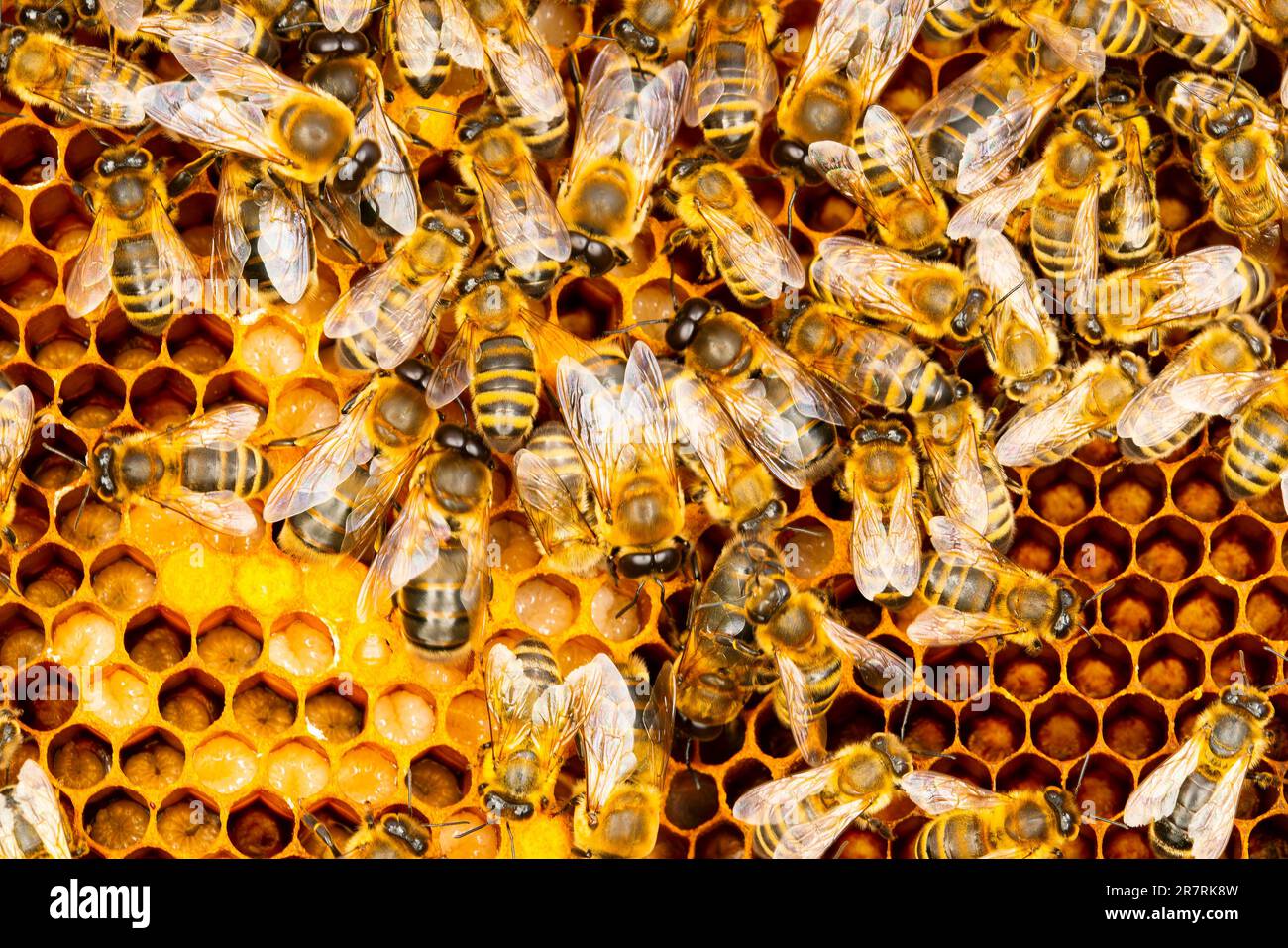 Bee on honeycombs with honey slices nectar into cells. Abstract hexagon ...