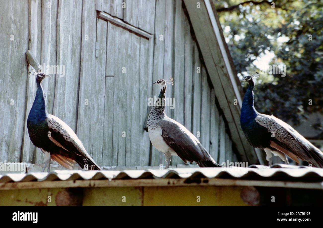 A farm in Latvia where overseas peacocks are bred. Graceful birds roam ...