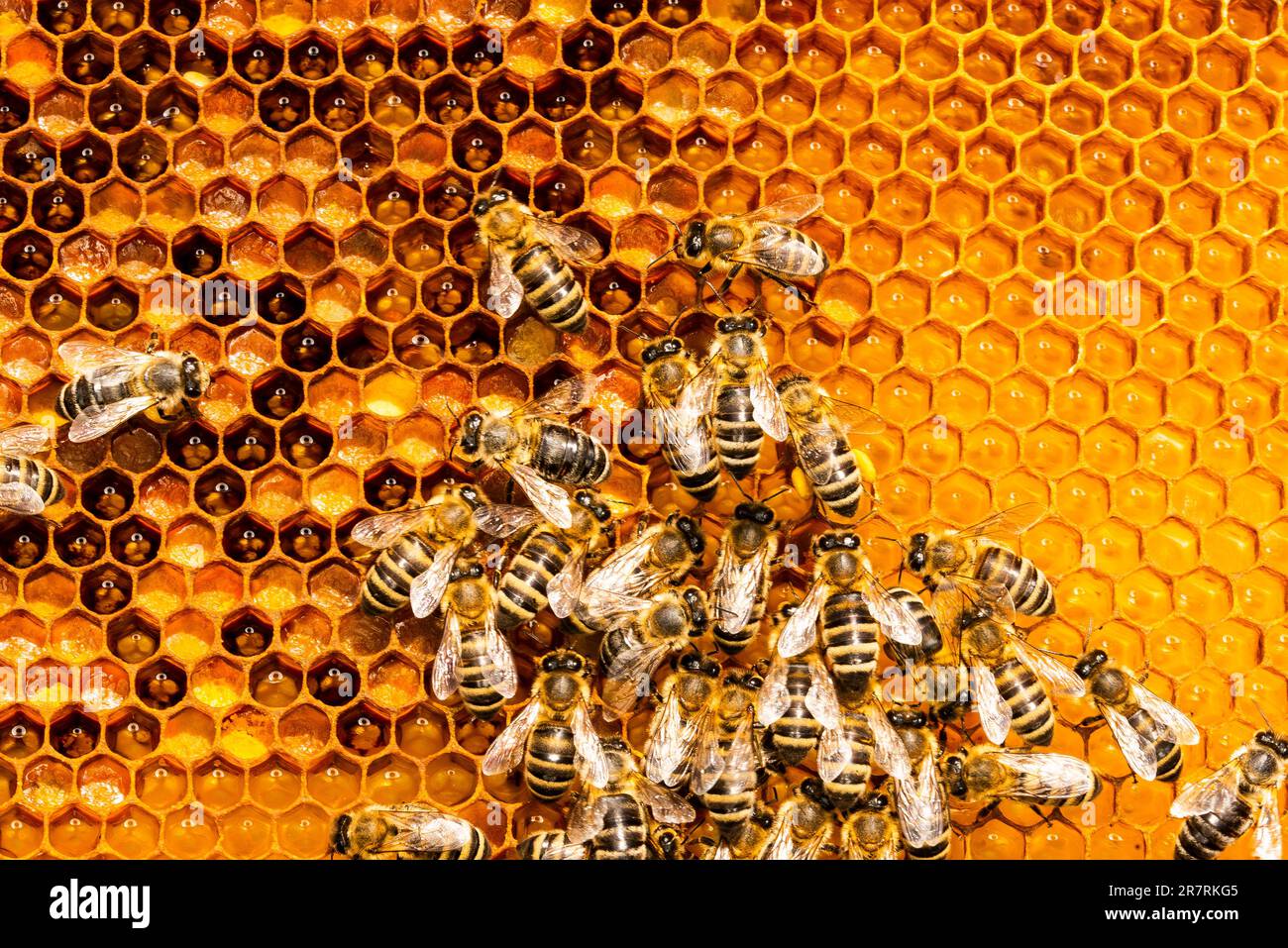 Bee on honeycombs with honey slices nectar into cells. Abstract hexagon ...