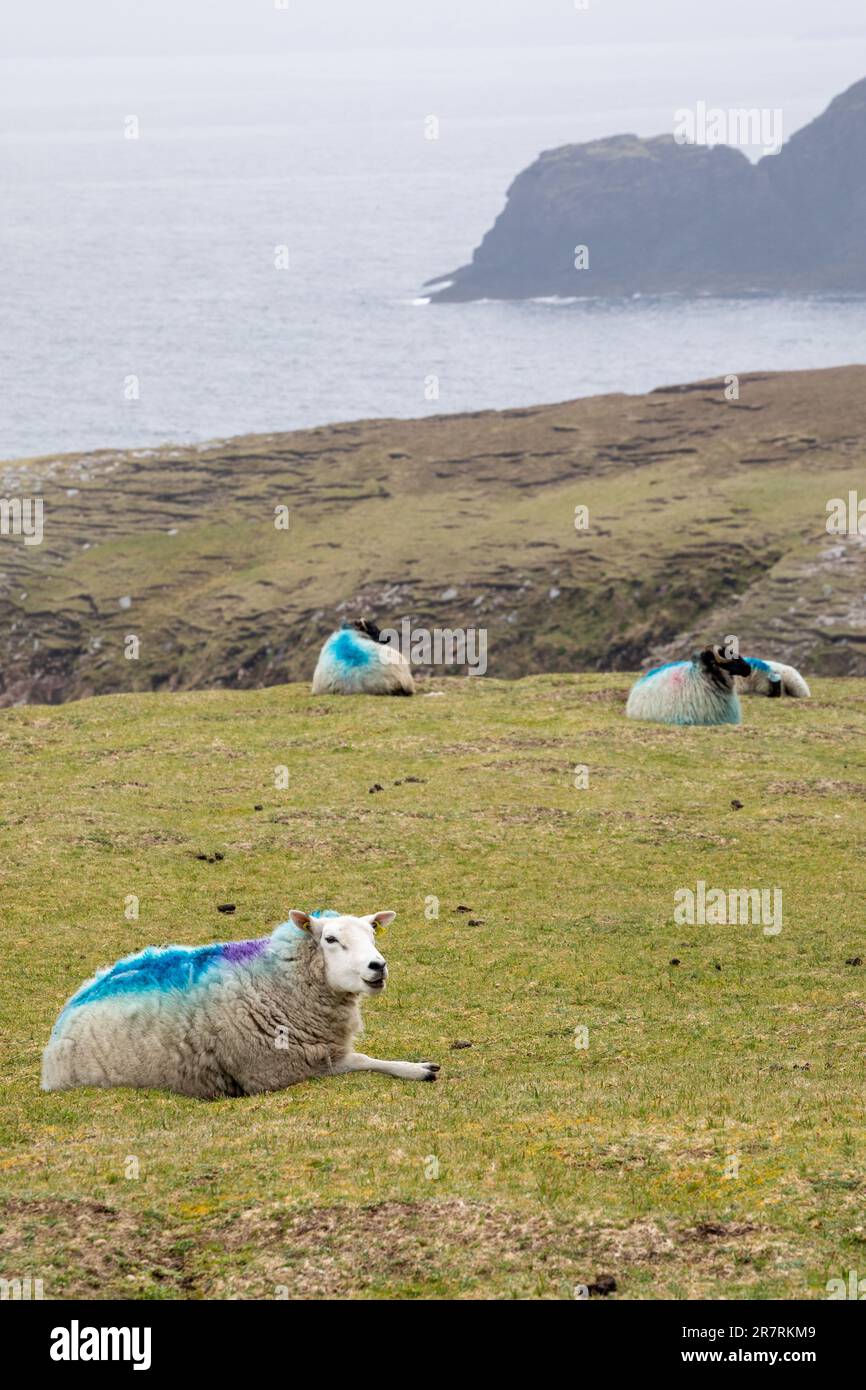 Erris Head, County Mayo, Ireland Stock Photo - Alamy