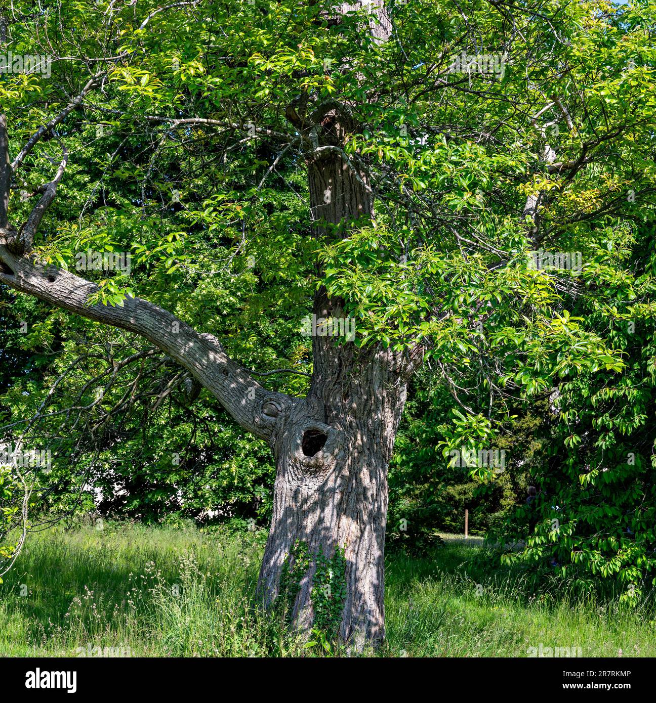 old tree with big hole in the trunk on a meadow, France Stock Photo - Alamy