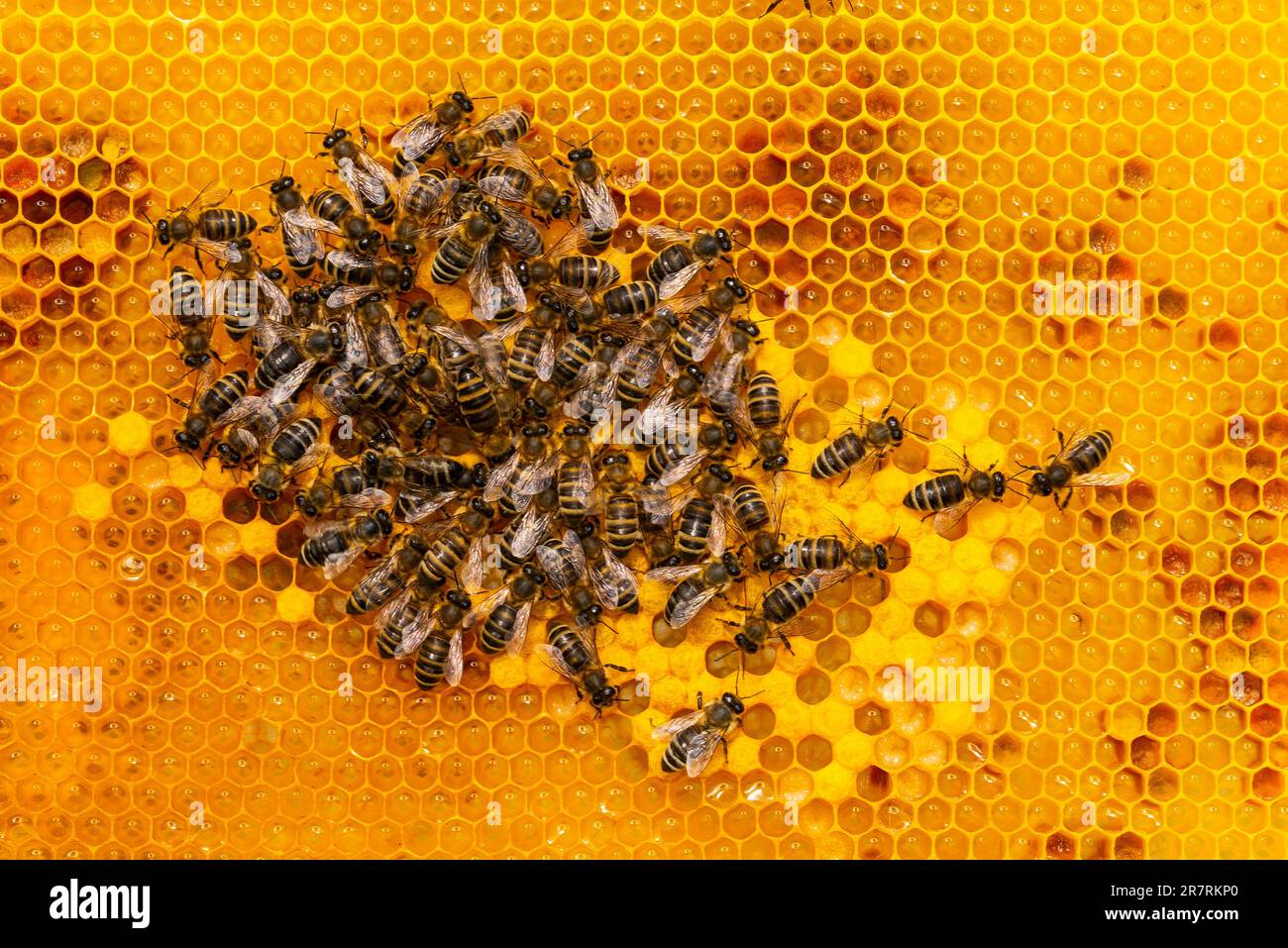 Bee on honeycombs with honey slices nectar into cells. Abstract hexagon ...