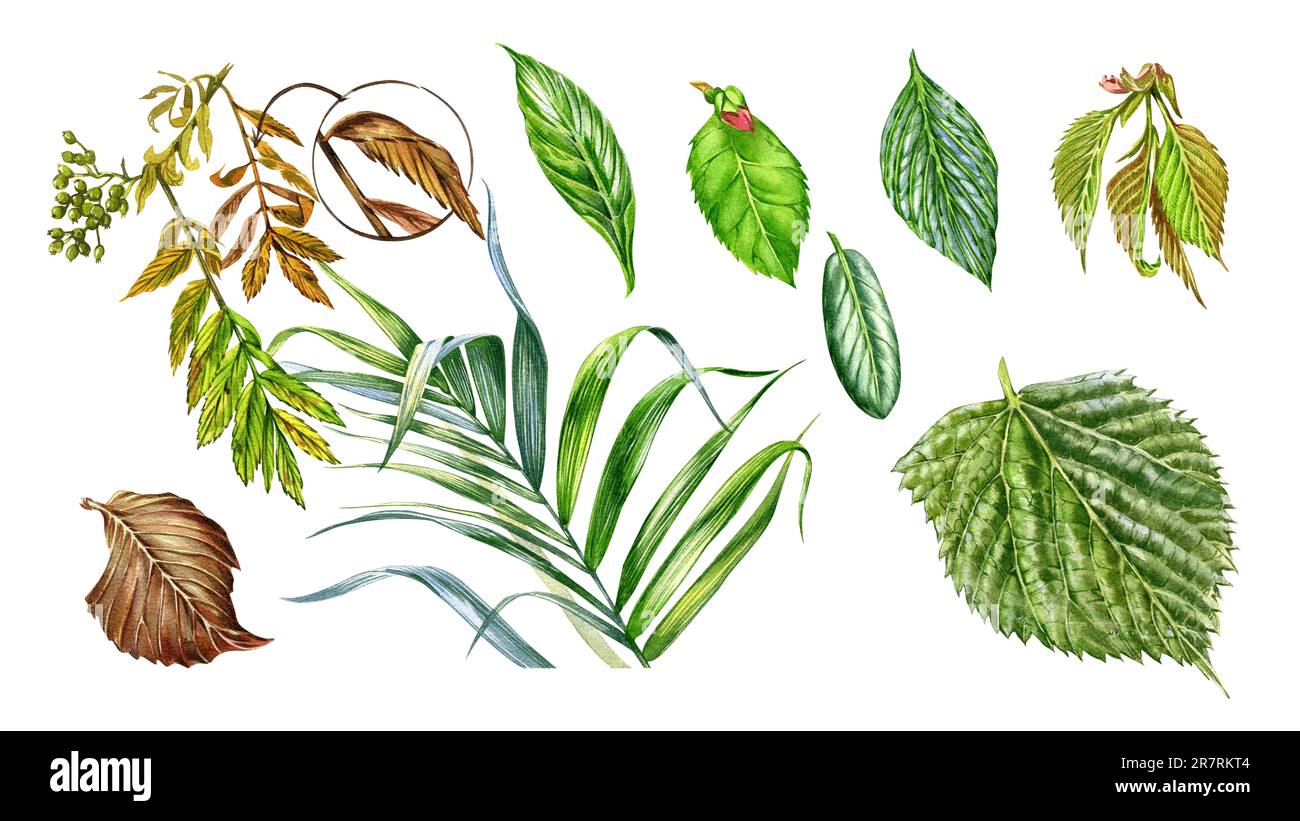 Set green tree leaves isolated on white background. Watercolor hand ...