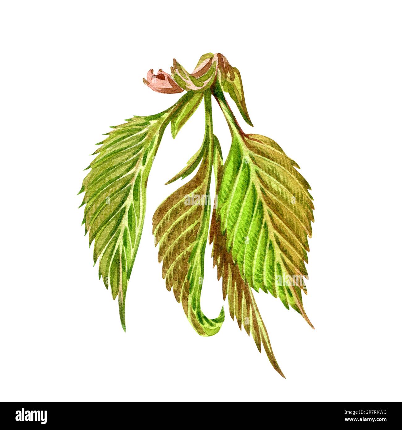 Green linden tree leaf isolated on white background. Watercolor hand ...