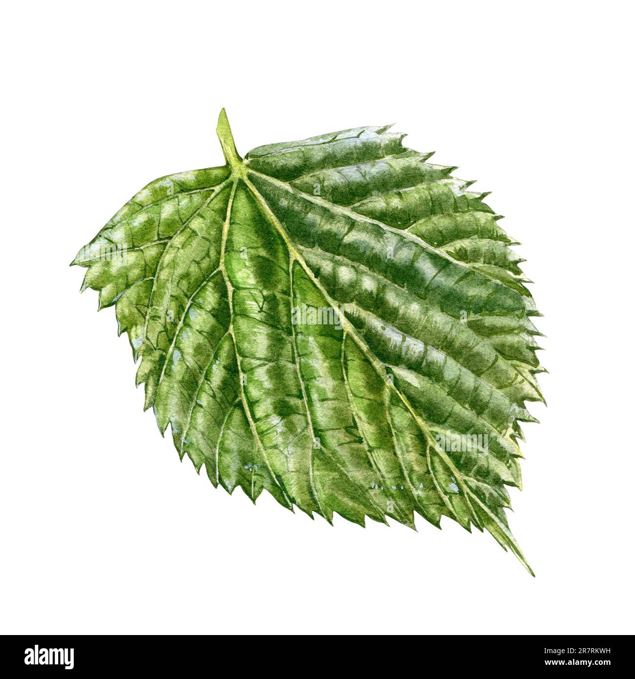 Green linden tree leaf isolated on white background. Watercolor hand ...