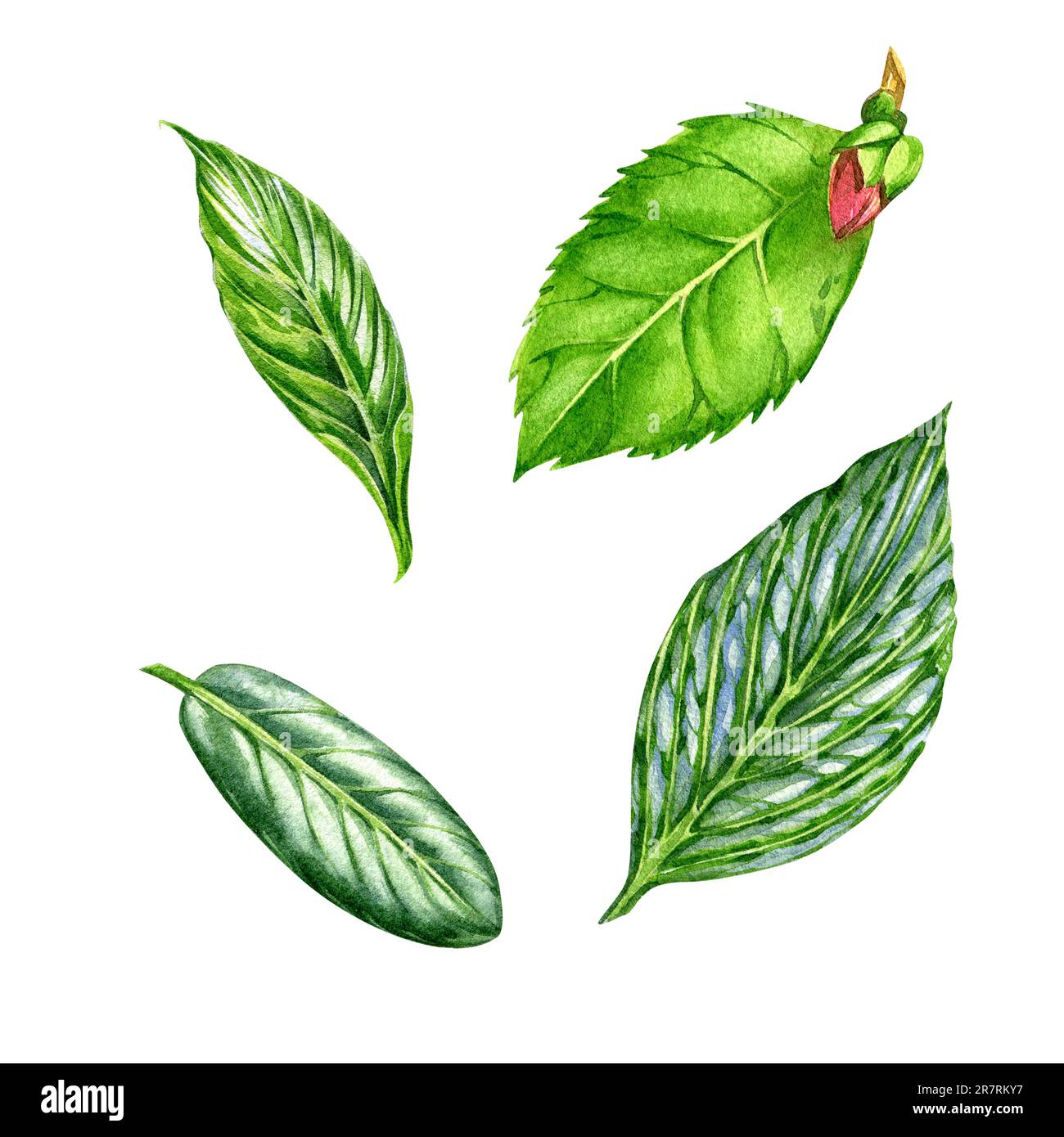 Set green tree leaves isolated on white background. Watercolor hand ...