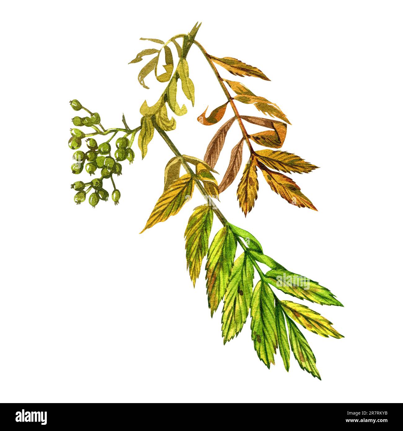 Green rowan tree leaf isolated on white background. Watercolor hand ...