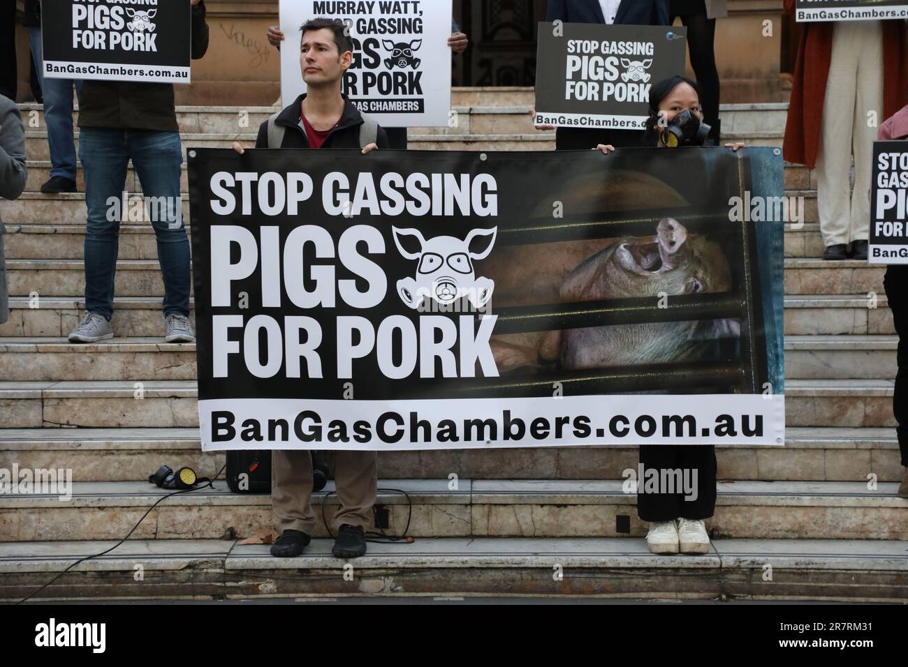 Pig protest australia hi-res stock photography and images - Alamy