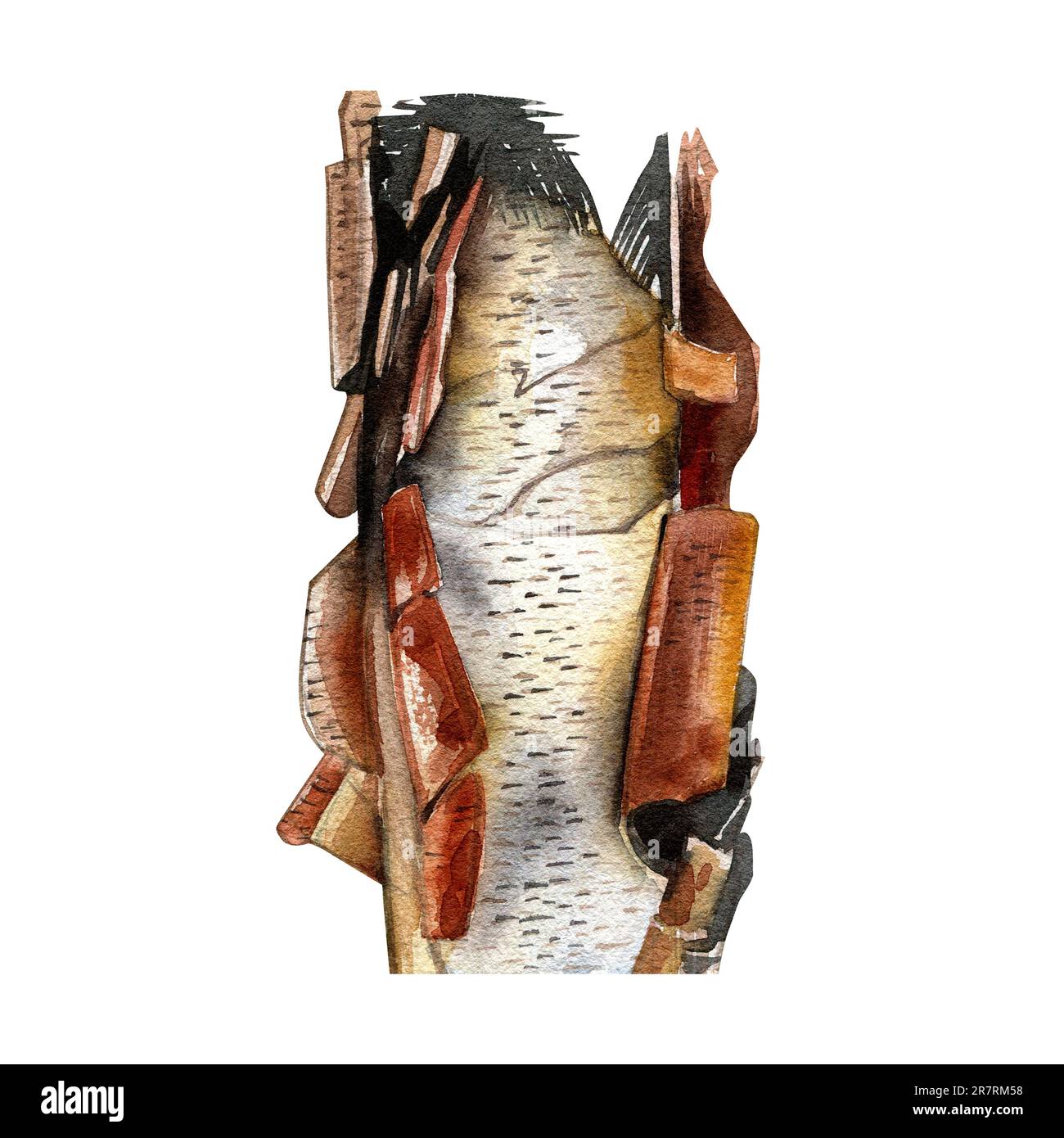 Realistic texture tree trunk isolated on white background. Watercolor ...