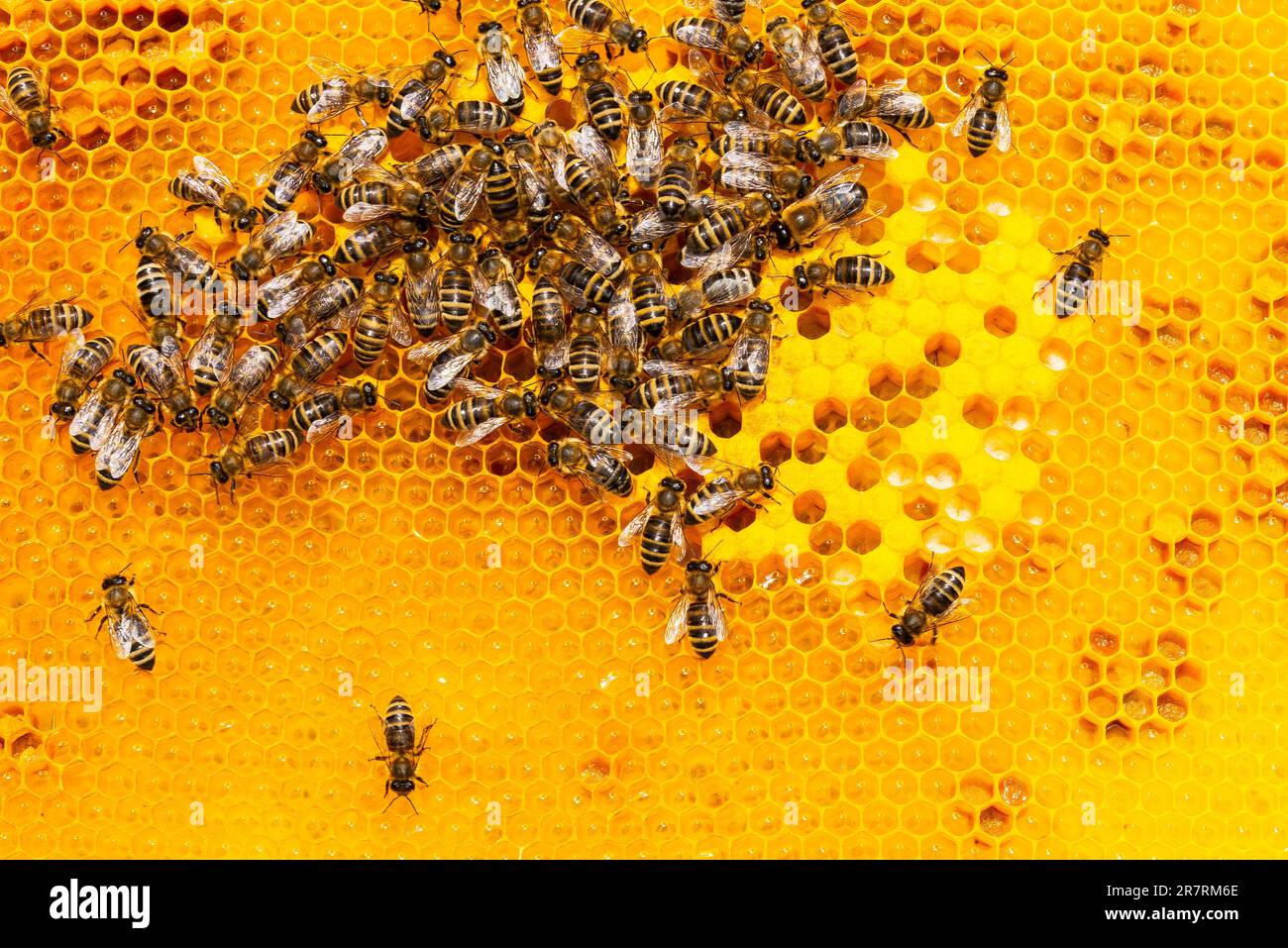 Bee on honeycombs with honey slices nectar into cells. Abstract hexagon ...