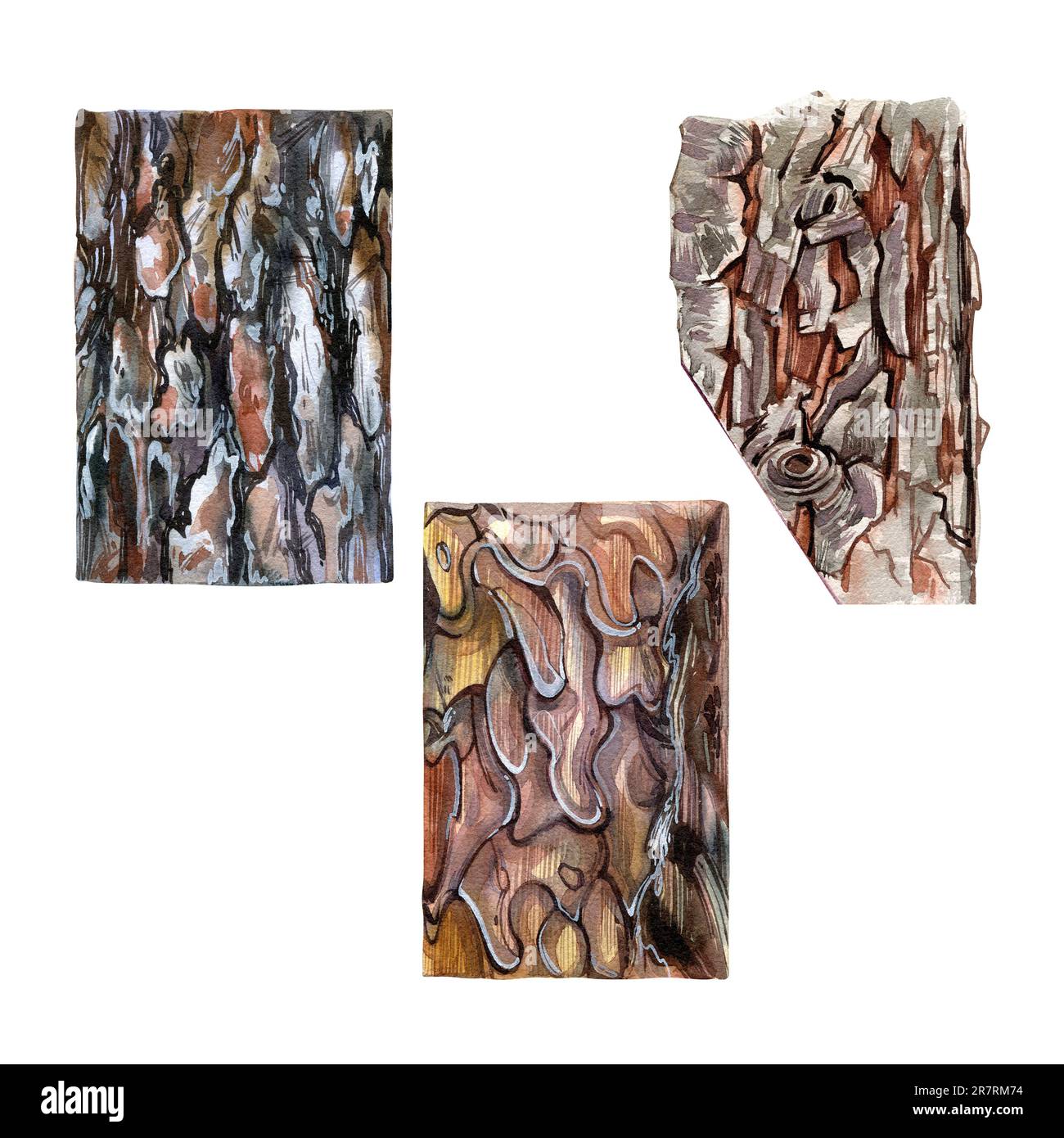 Set realistic wood texture bark isolated on white background ...