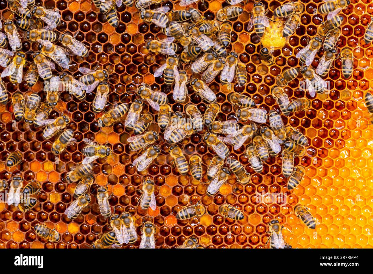 Bee on honeycombs with honey slices nectar into cells. Abstract hexagon ...