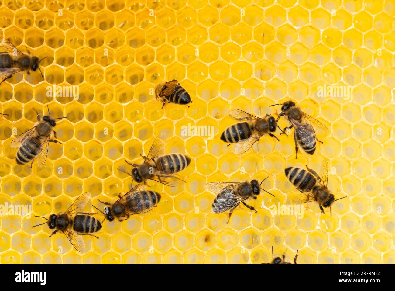 Bee on honeycombs with honey slices nectar into cells. Abstract hexagon ...