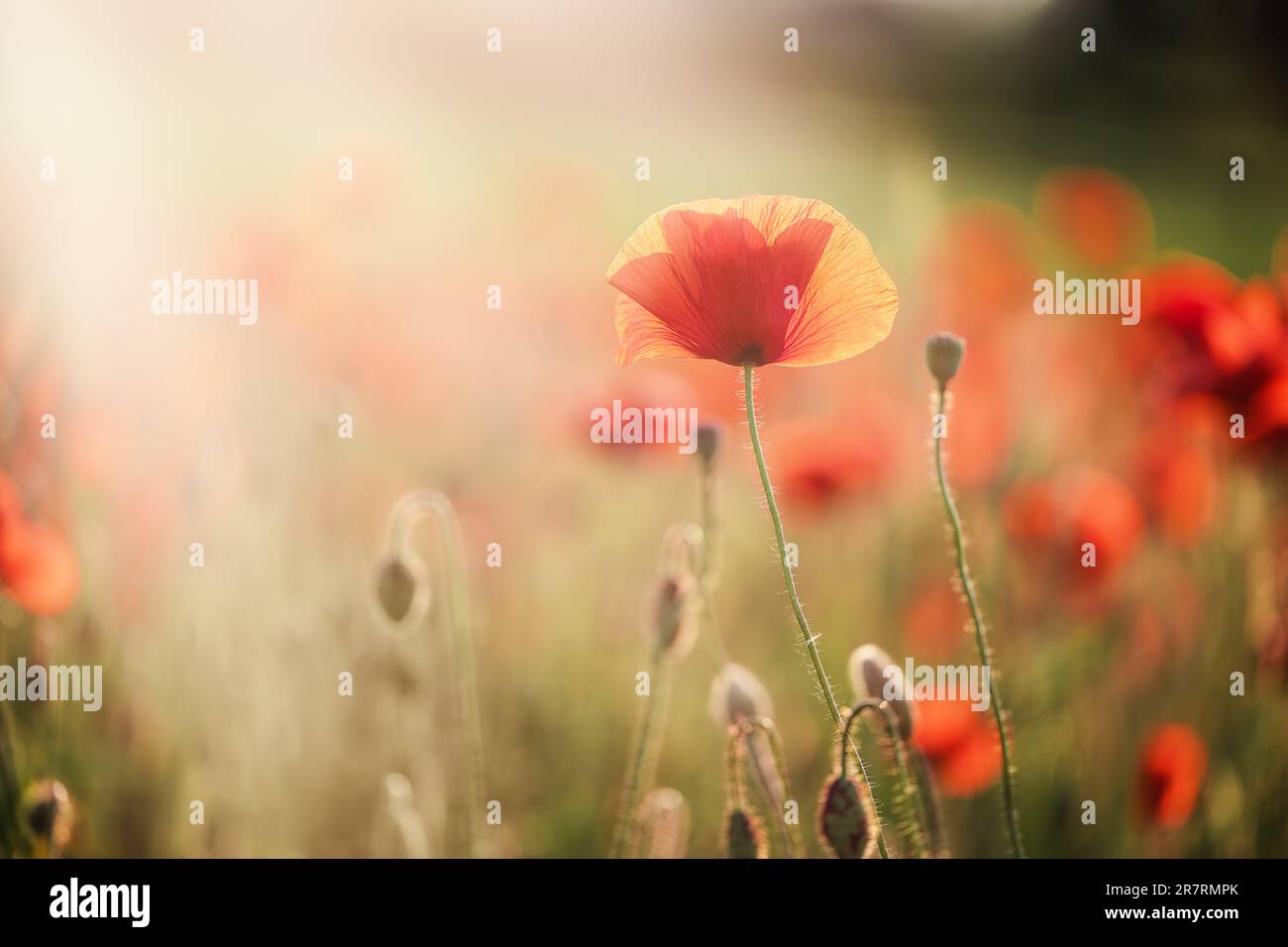 Beautiful poppy field slow motion hi-res stock photography and images ...