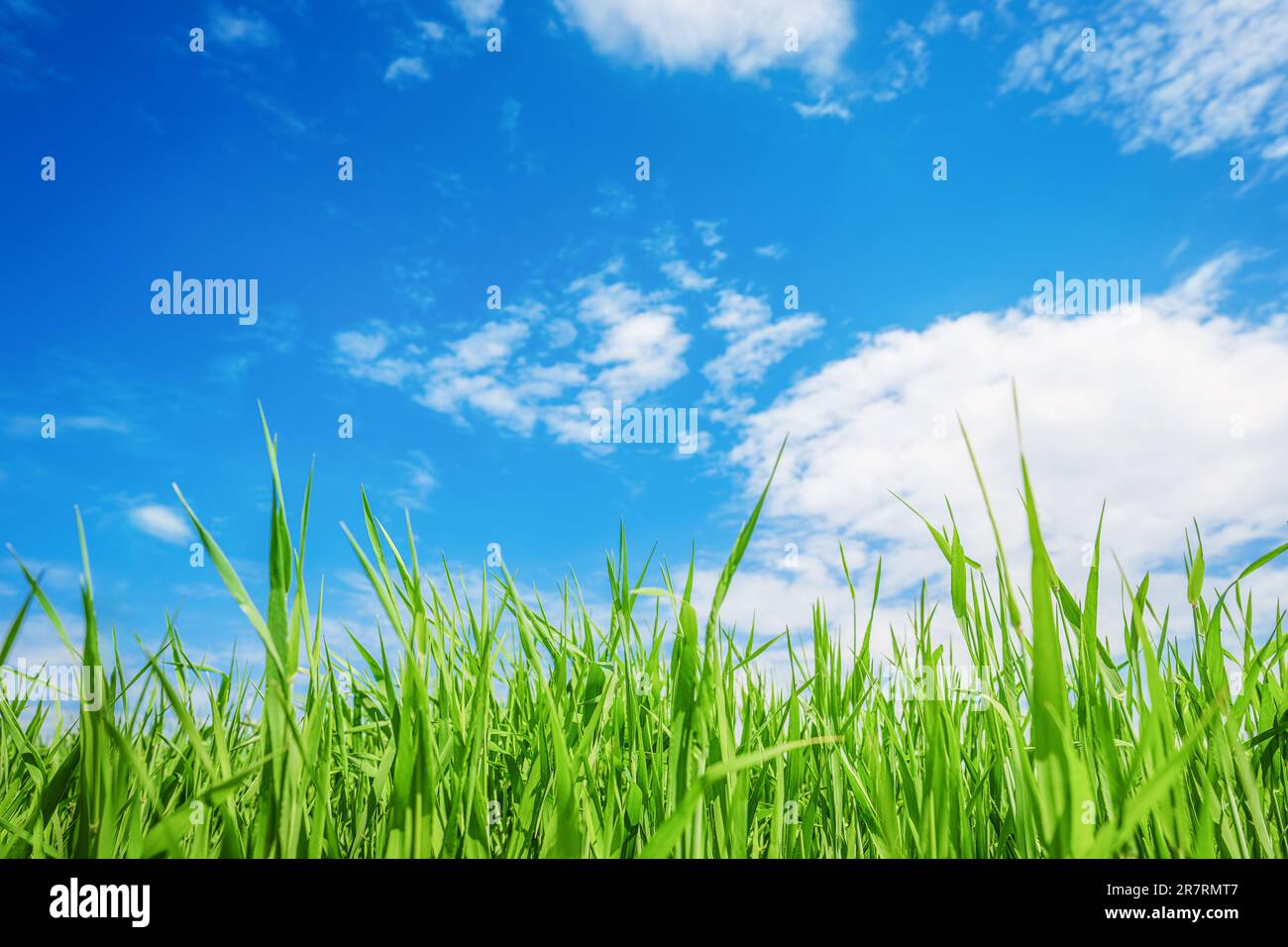 Landscape view of green grass with blue sky and clouds background Stock ...