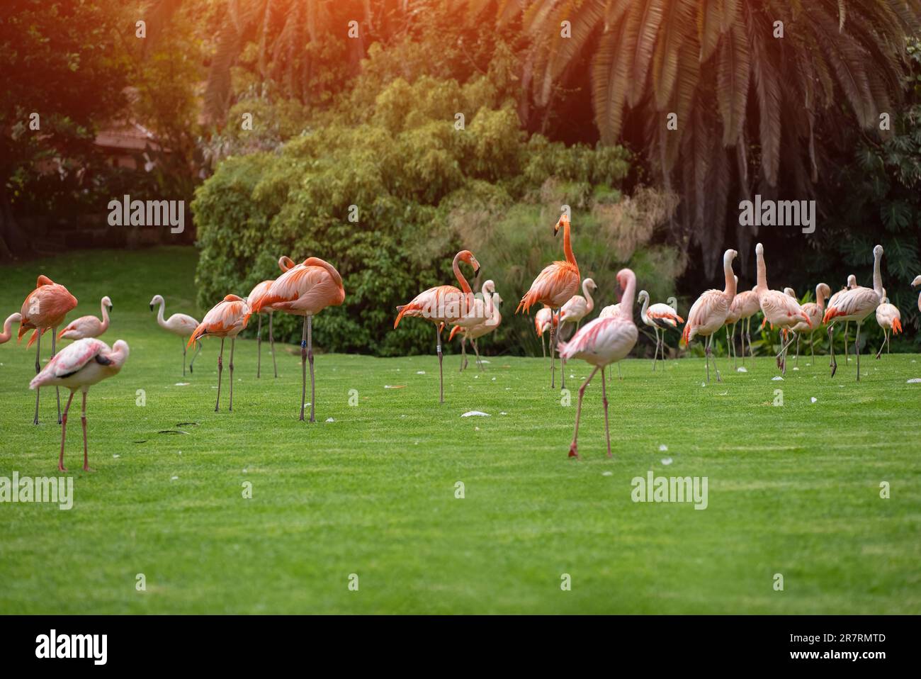 Flamingo bird in loro hi-res stock photography and images - Alamy