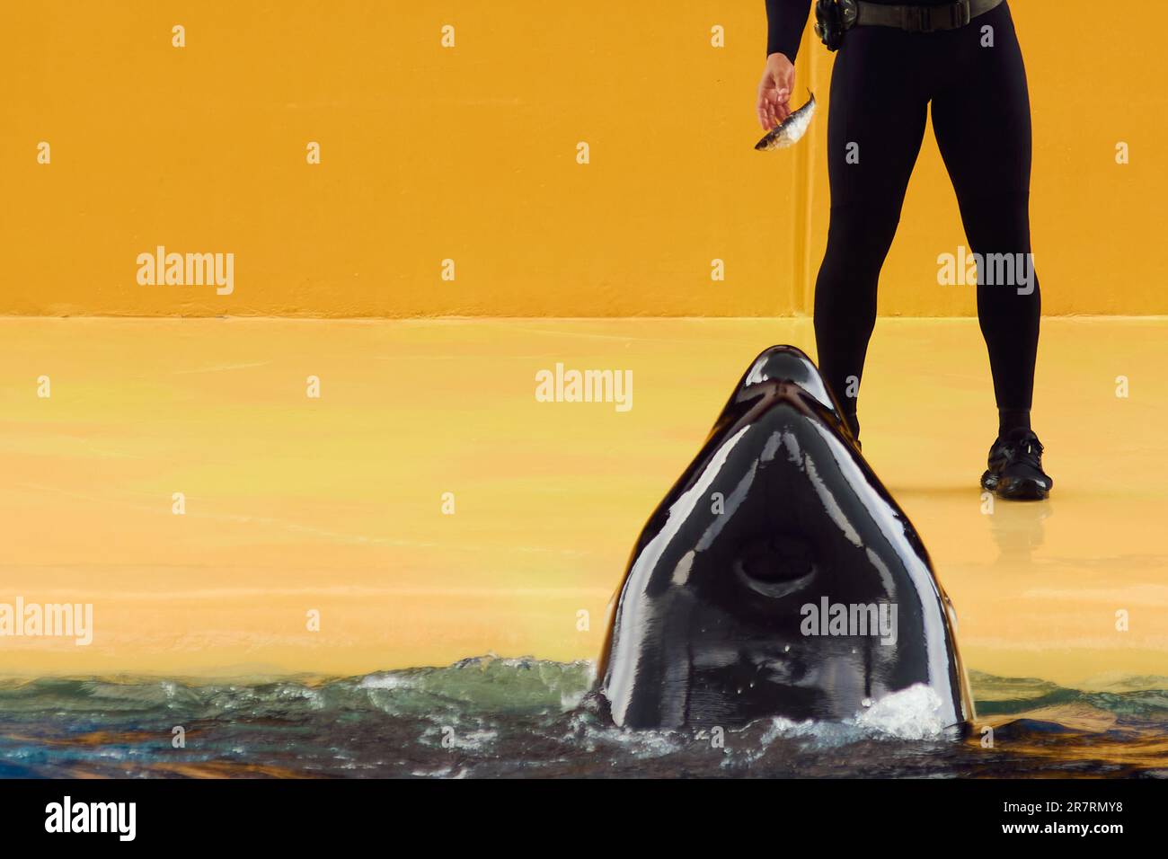 Captive killer whale with its head out of the water being fed a sardine ...