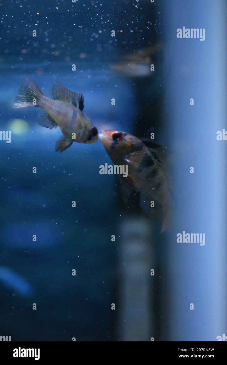 Two Fish Together Stock Photo - Alamy
