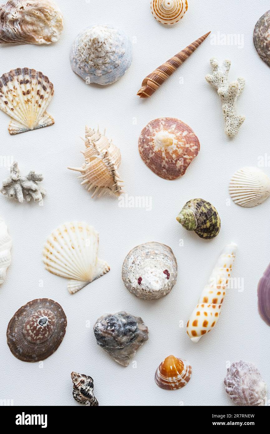 Seashells collection. Summer nautical composition of sea shells Stock ...