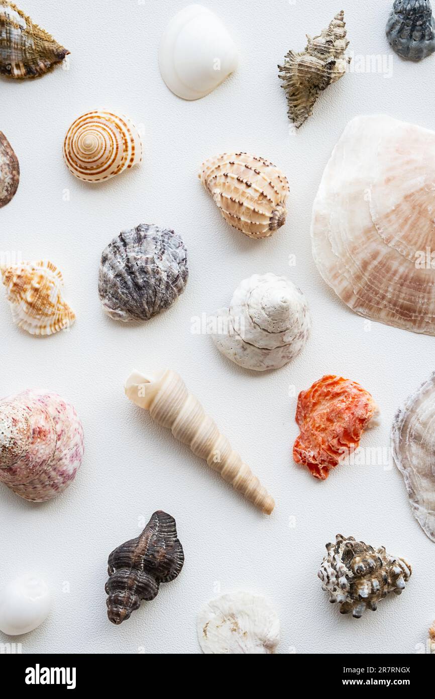 Mollusc poster hi-res stock photography and images - Alamy