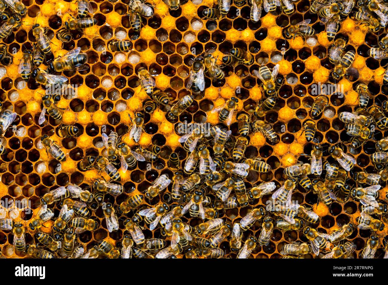 Bee on honeycombs with honey slices nectar into cells. Abstract hexagon ...