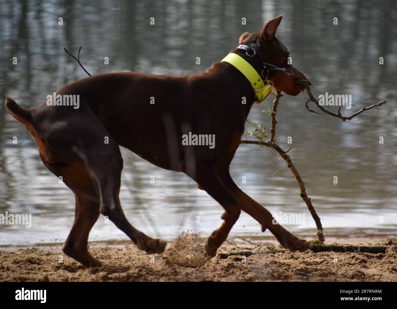 Dogs playing stick hi-res stock photography and images - Alamy