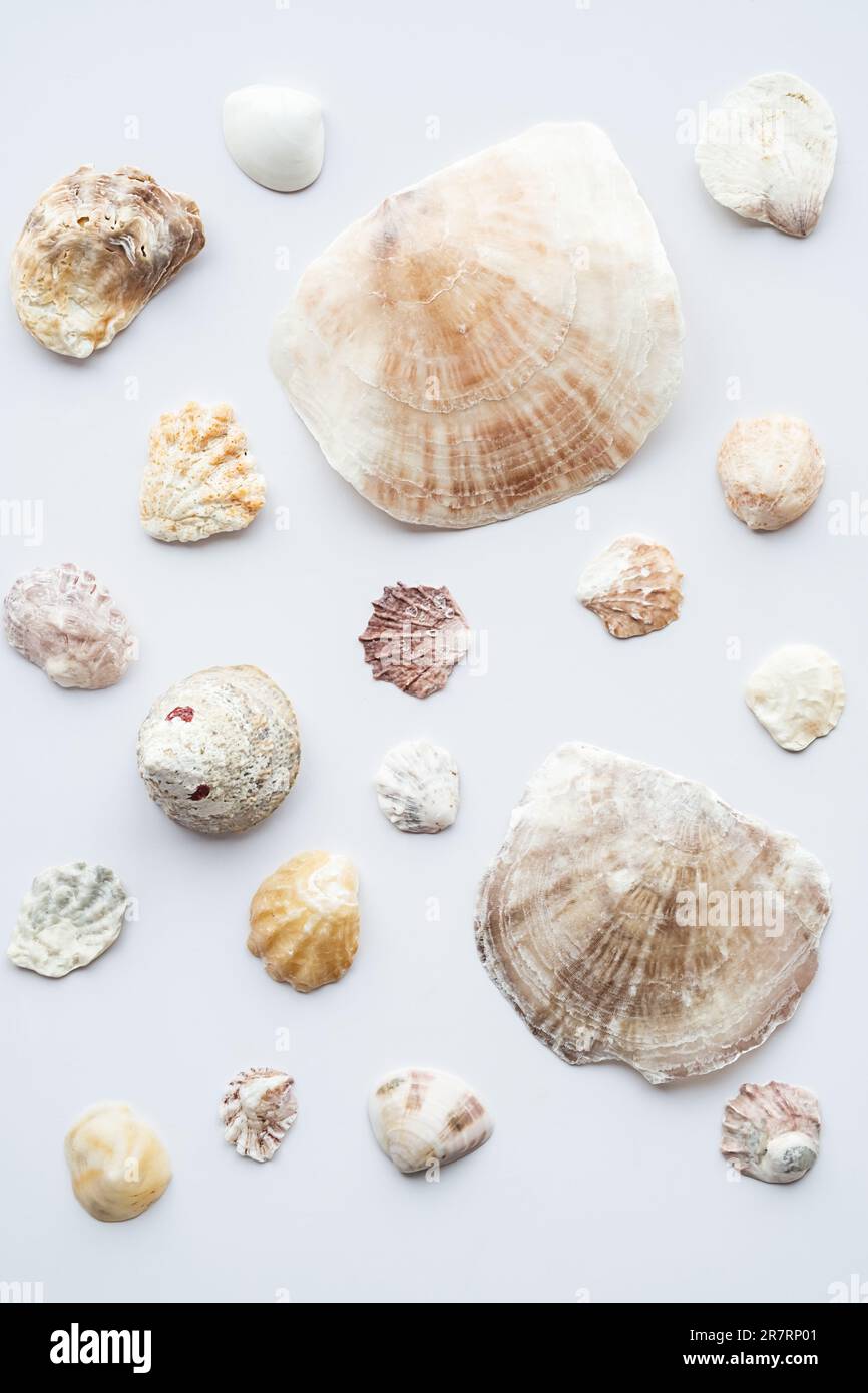Seashells collection. Summer nautical composition of sea shells Stock ...