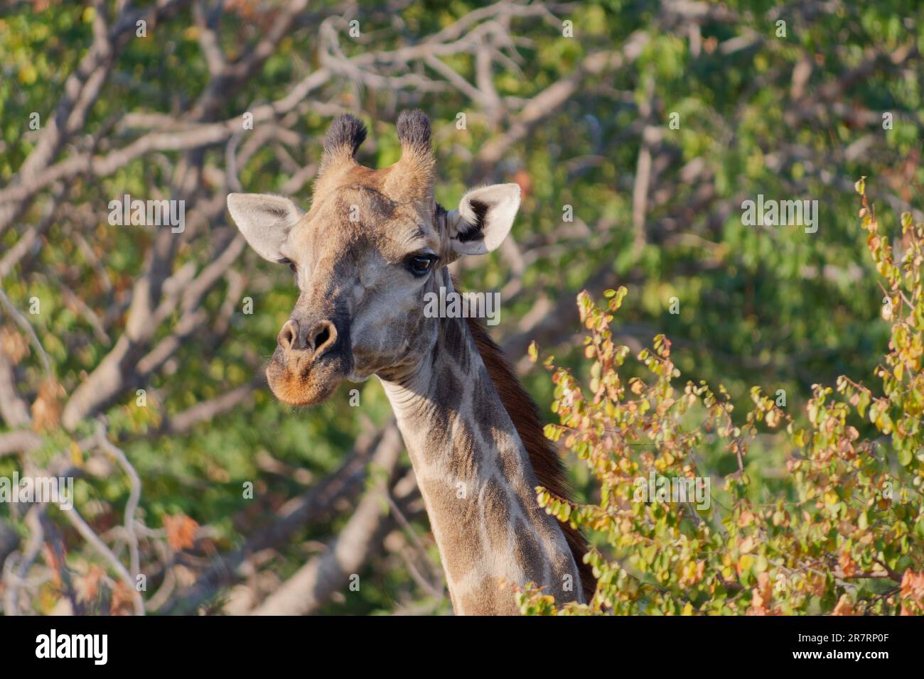 A giraffe surrounded by trees in the Zambezi National Park, Zimbabwe ...
