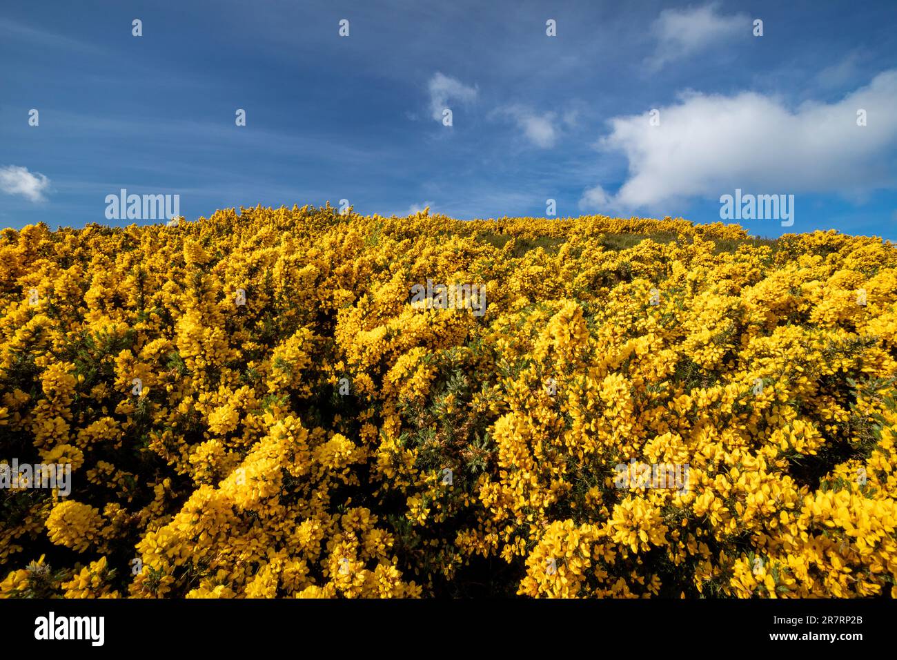 Northern ireland park spring hi-res stock photography and images - Alamy