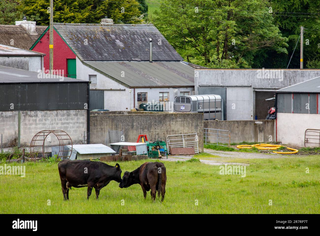 Manoo hi-res stock photography and images - Alamy