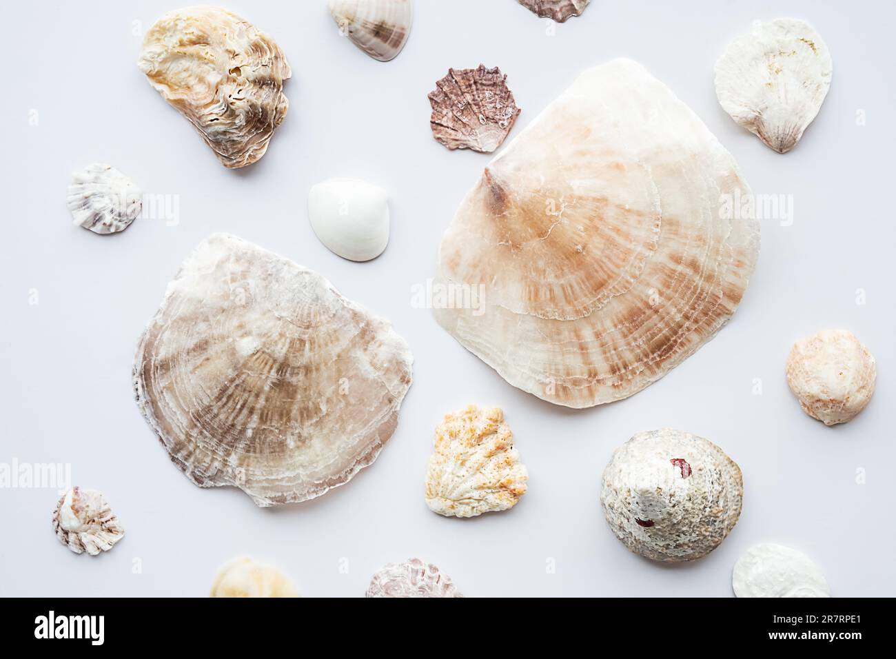 Seashells collection. Summer nautical composition of sea shells Stock ...