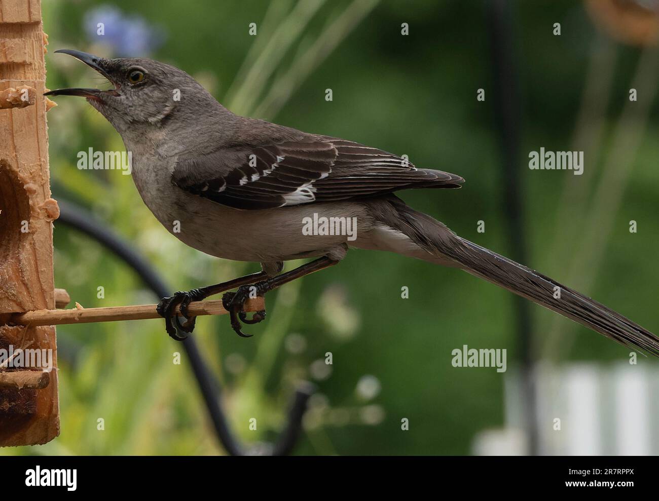 A Northern Mockingbird on the peanut butter bird feeder Stock Photo - Alamy