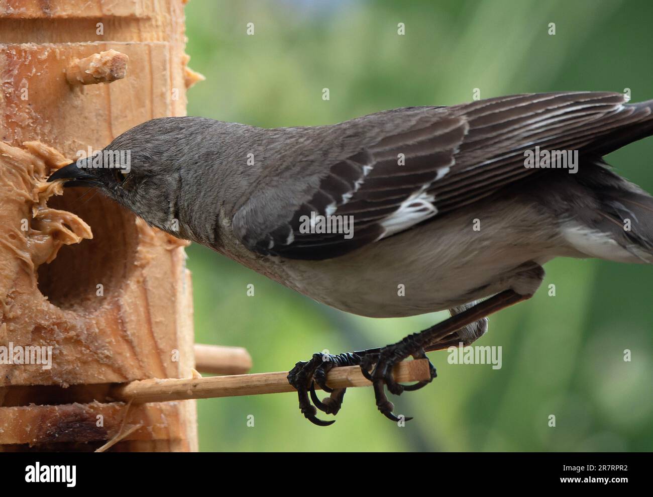 A Northern Mockingbird on the peanut butter bird feeder Stock Photo - Alamy