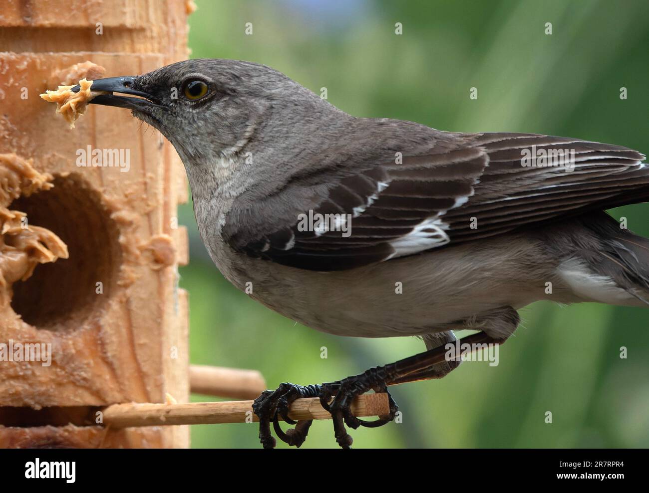 A Northern Mockingbird on the peanut butter bird feeder Stock Photo - Alamy