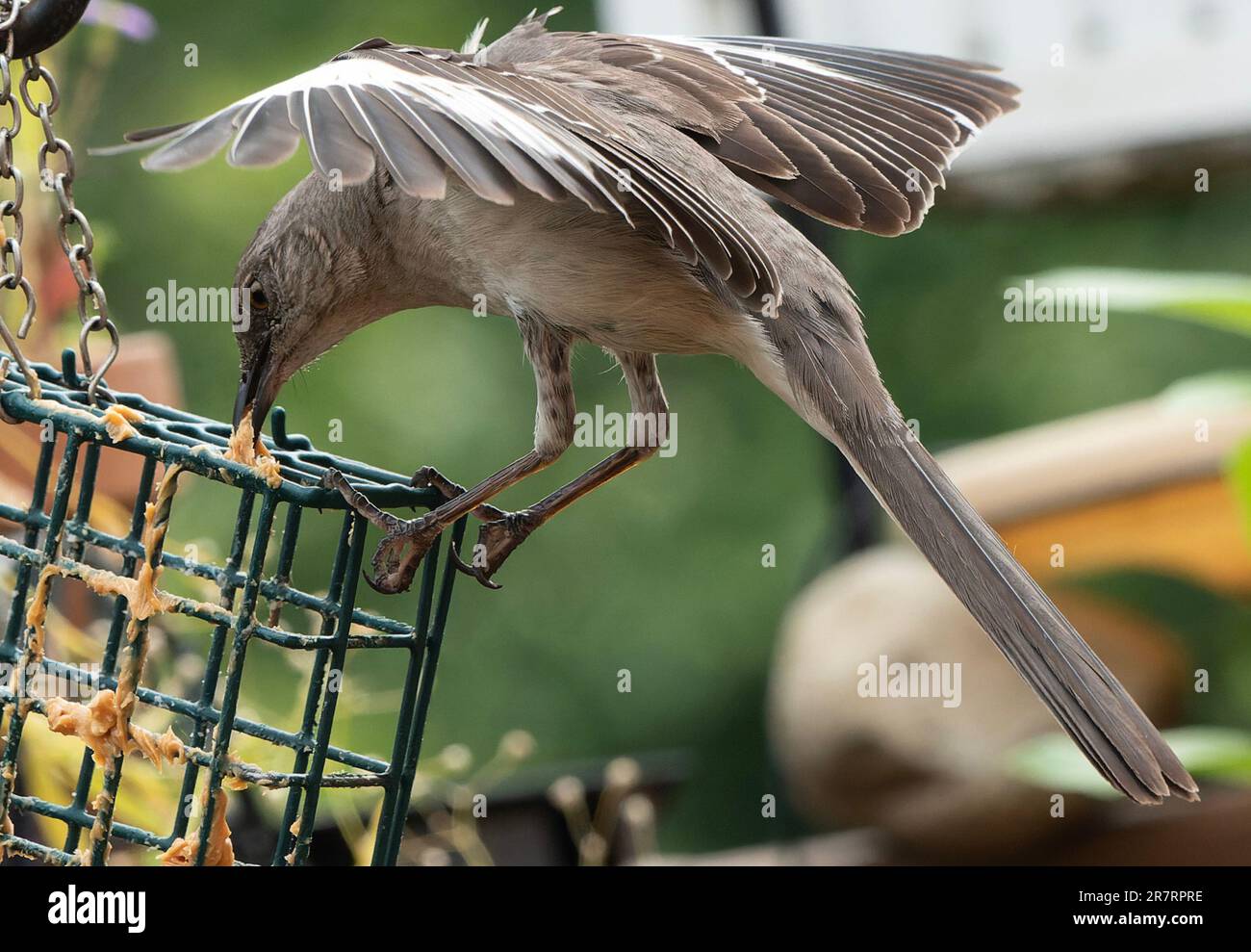 A Northern Mockingbird on the peanut butter bird feeder Stock Photo - Alamy
