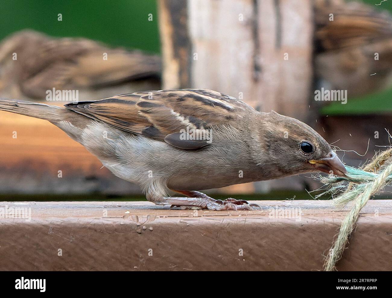 A Sparrow picks at a strand of string Stock Photo - Alamy