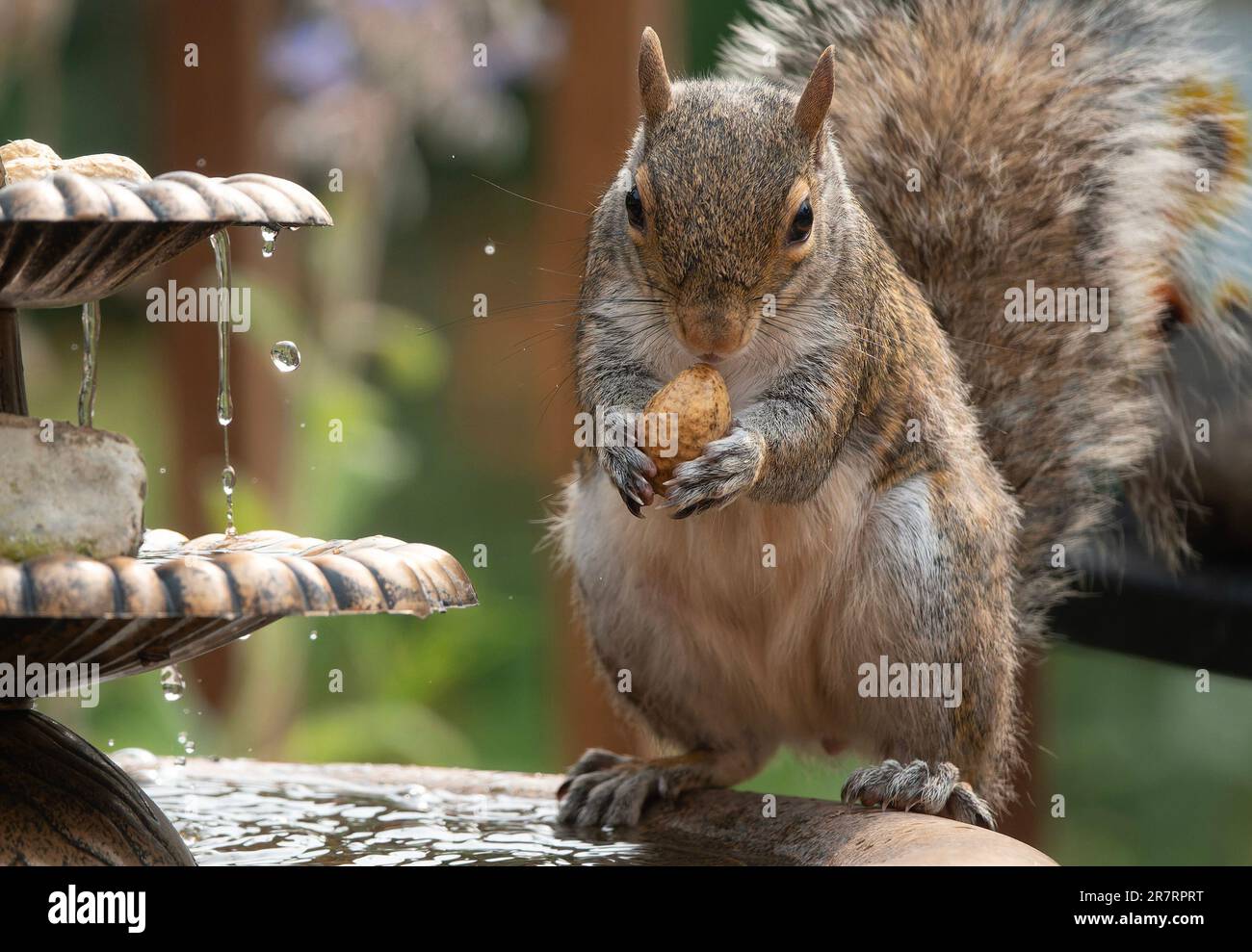 A Squirrel finds a peanut on the birdbath Stock Photo - Alamy