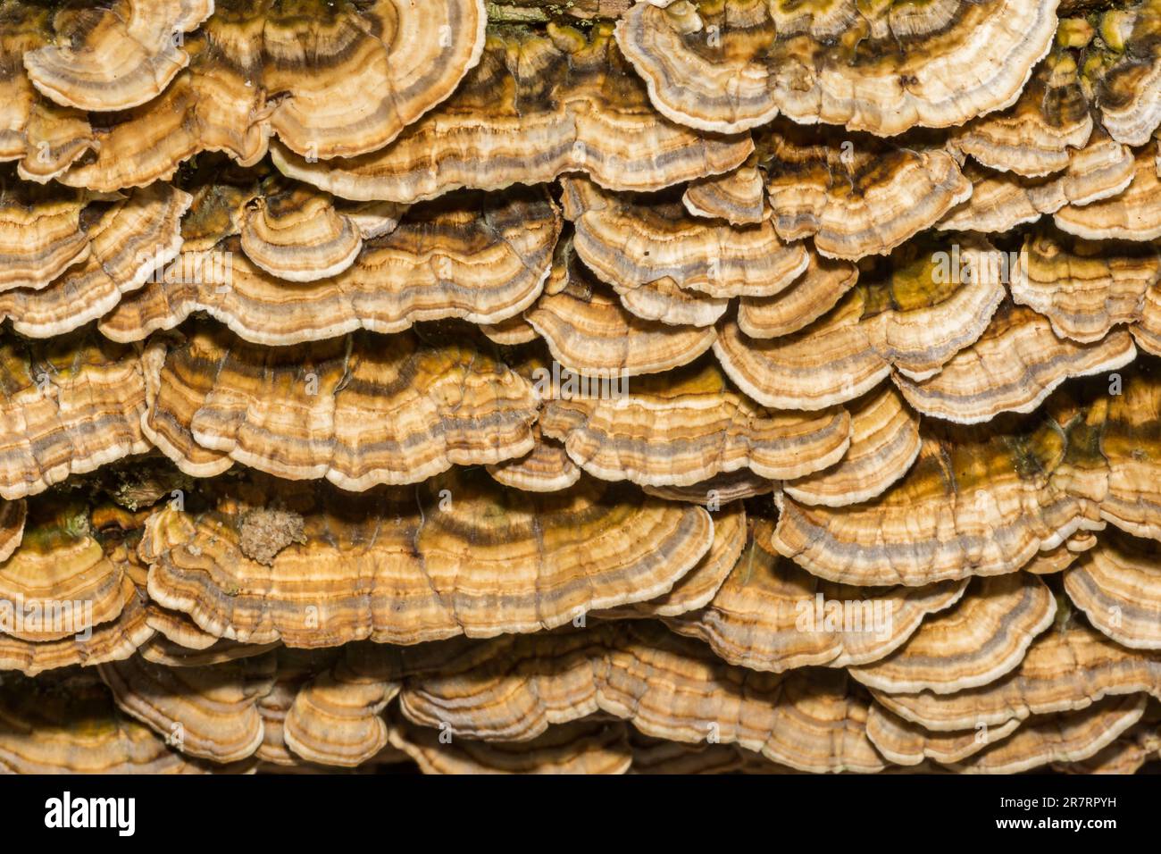 Turkey Tail Fungi - Trametes versicolor Stock Photo - Alamy