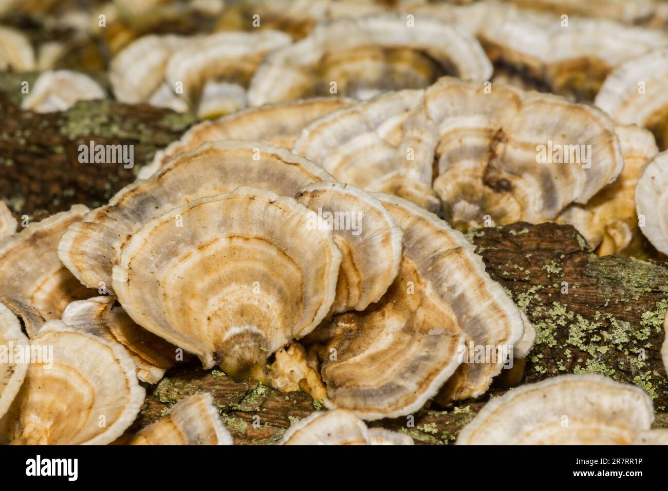Ochre Bracket Fungi - Trametes ochracea Stock Photo - Alamy