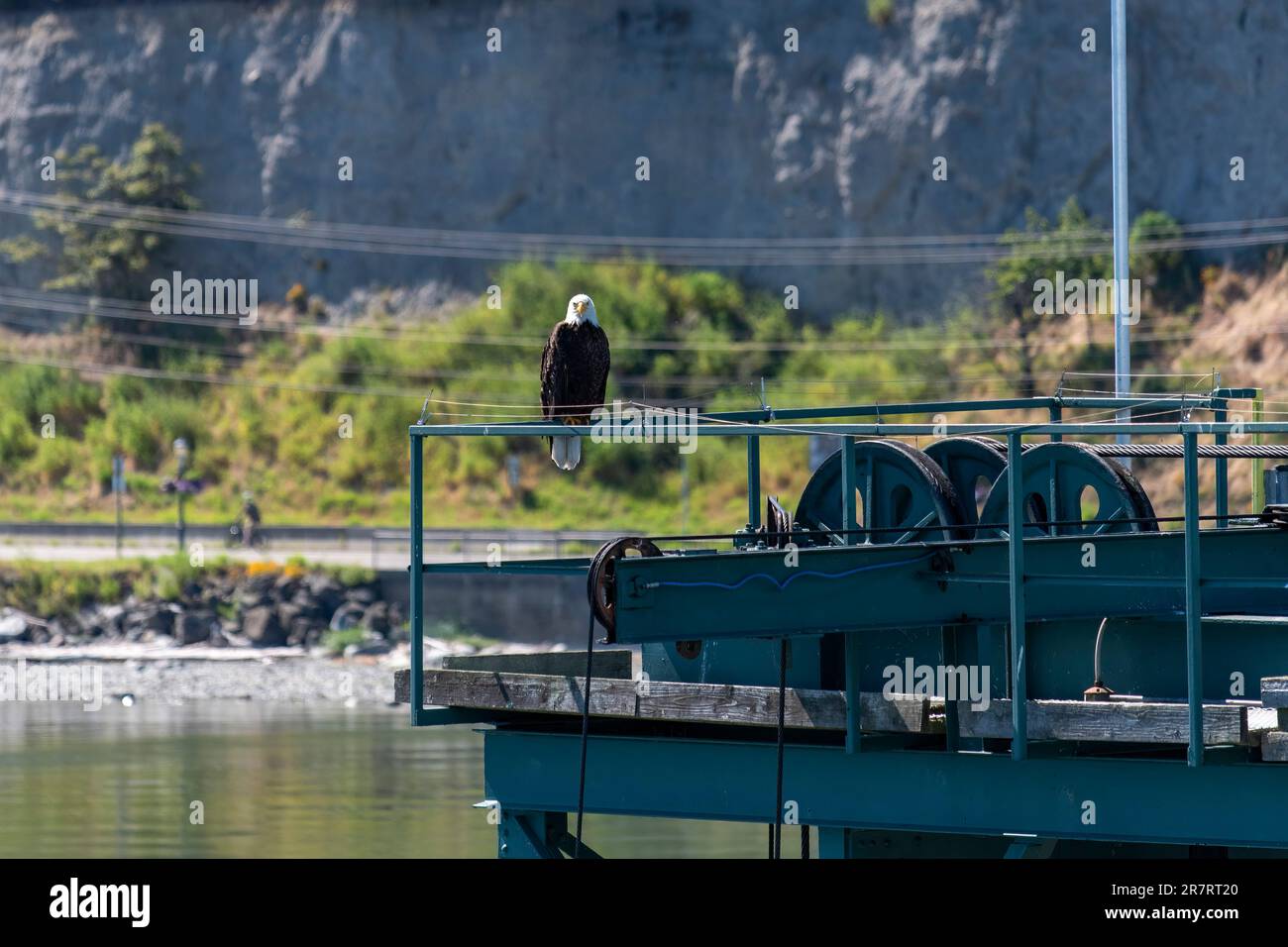View of a bald eagle on the steel structure of a ferry landing near ...
