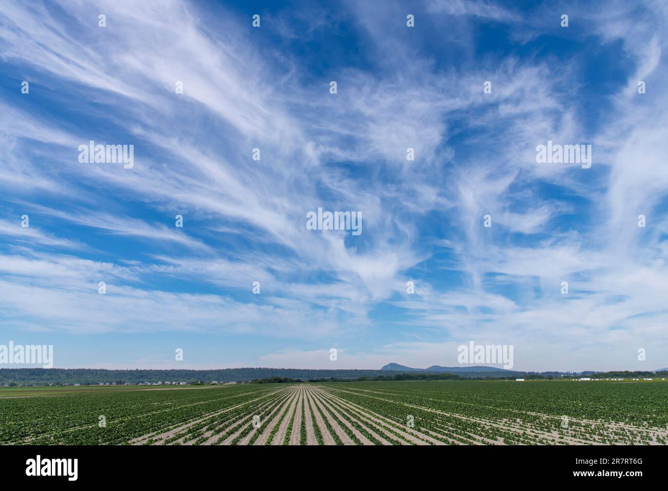 Panoramic view of rows of early green crops in freestanding raised crop ...