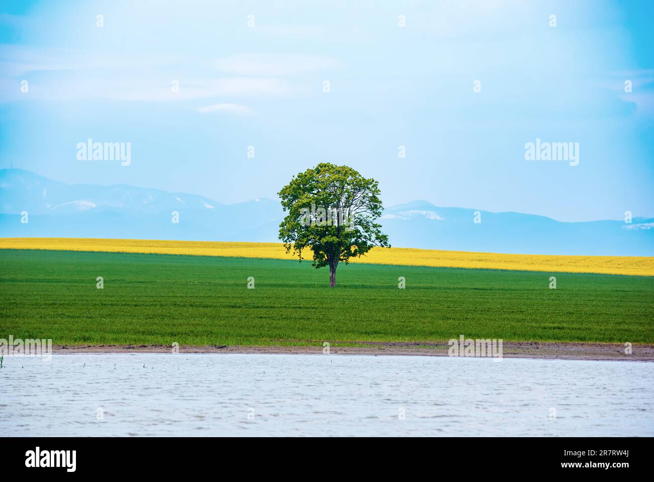 A Single Tree Stock Photo - Alamy
