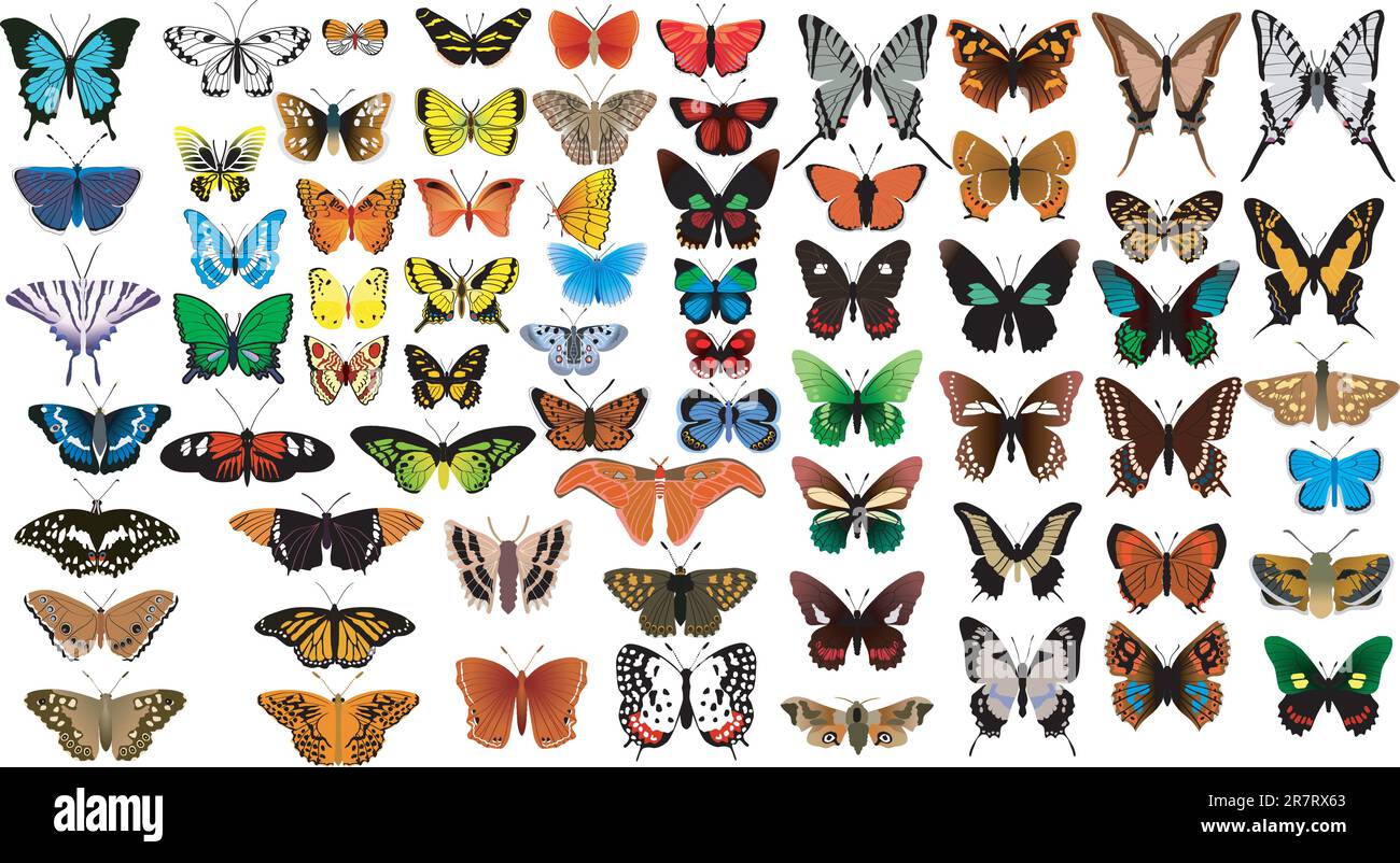 Big vector collection of butterflies Stock Vector Image & Art - Alamy