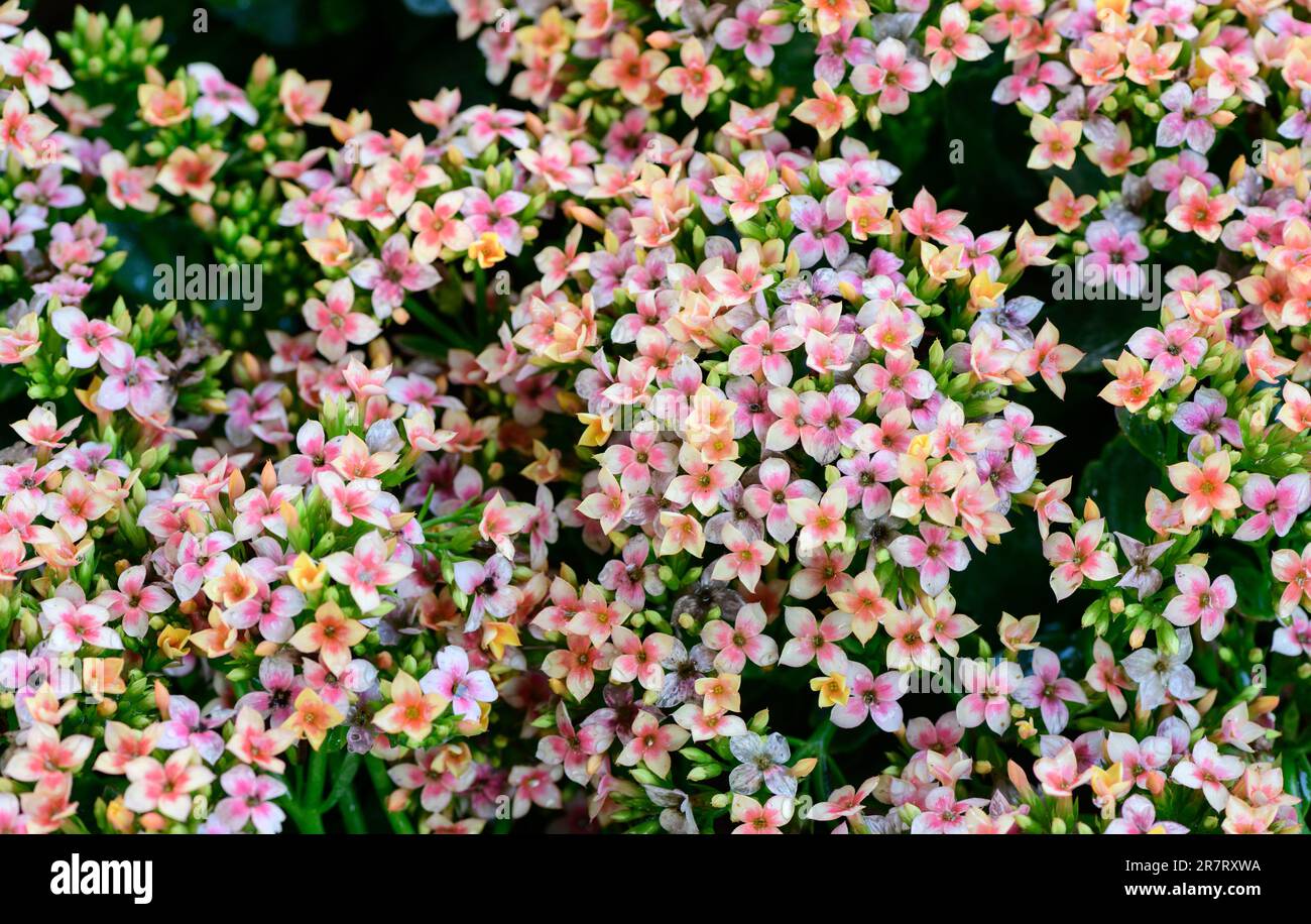 Top view of Kalanchoe flower. flower background concept Stock Photo - Alamy