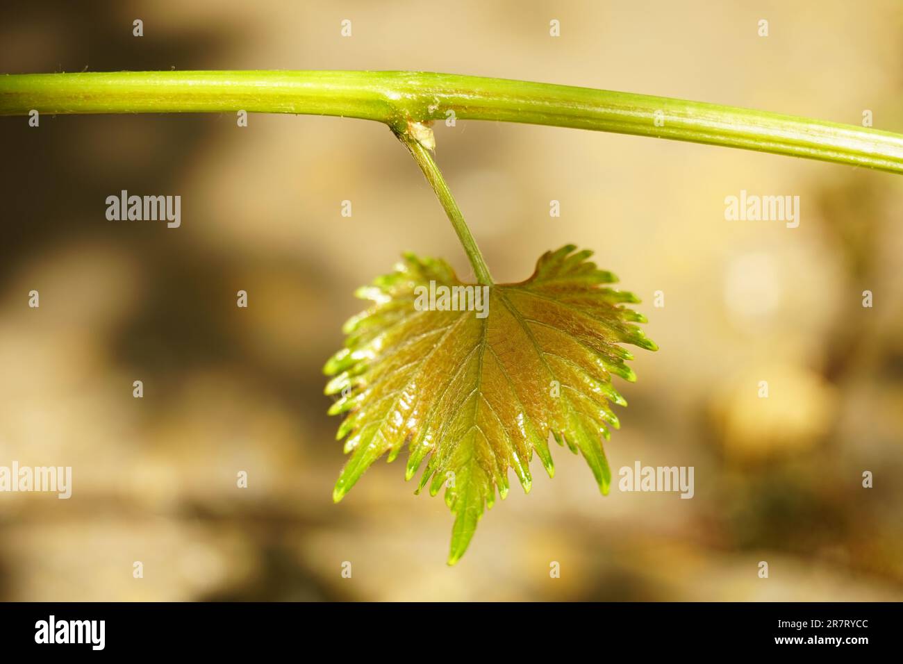 Young little green grapes hi-res stock photography and images - Alamy